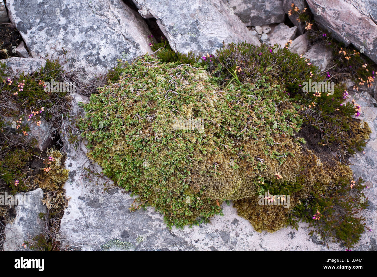 Prostrate Juniper, Juniperus communis nana Stock Photo - Alamy