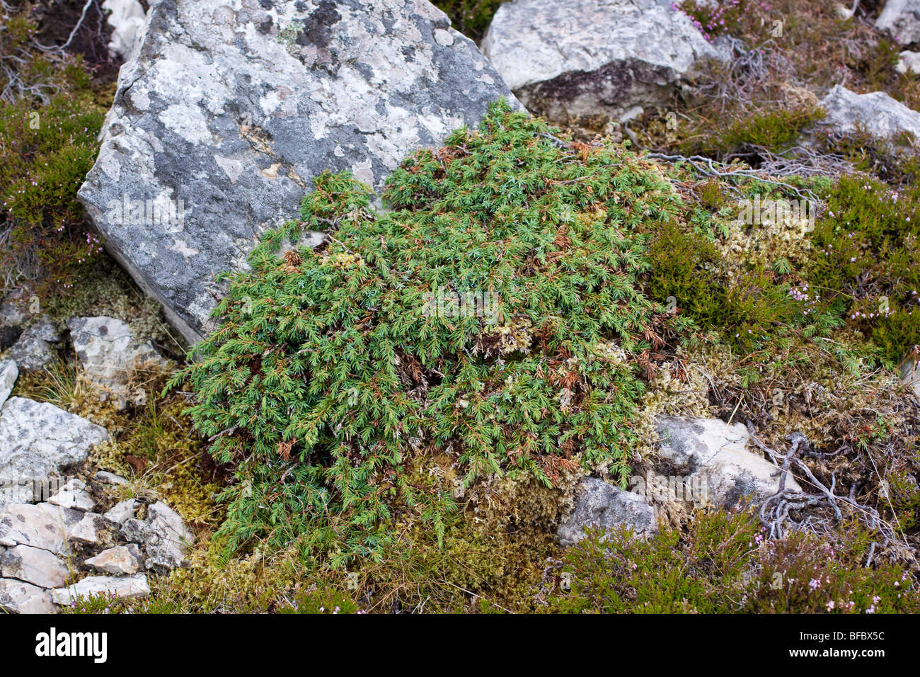 Prostrate Juniper, Juniperus communis nana Stock Photo - Alamy