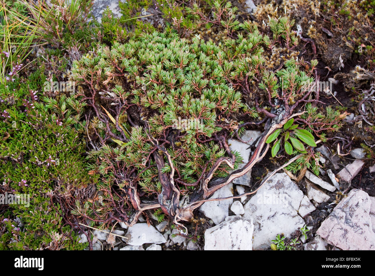 Prostrate Juniper, Juniperus communis nana Stock Photo - Alamy