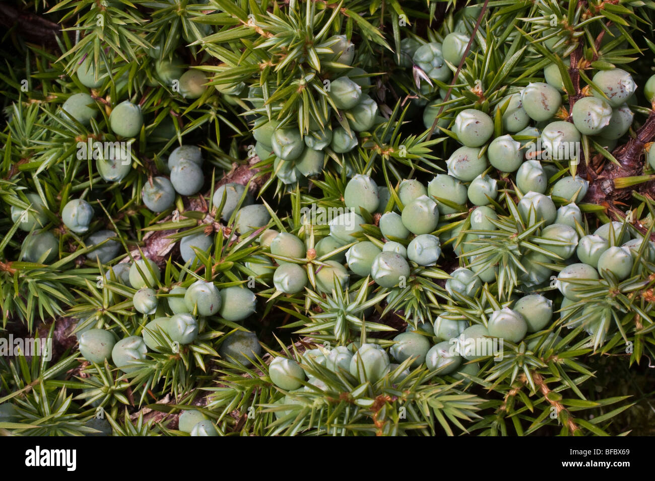 Prostrate Juniper High Resolution Stock Photography and Images - Alamy