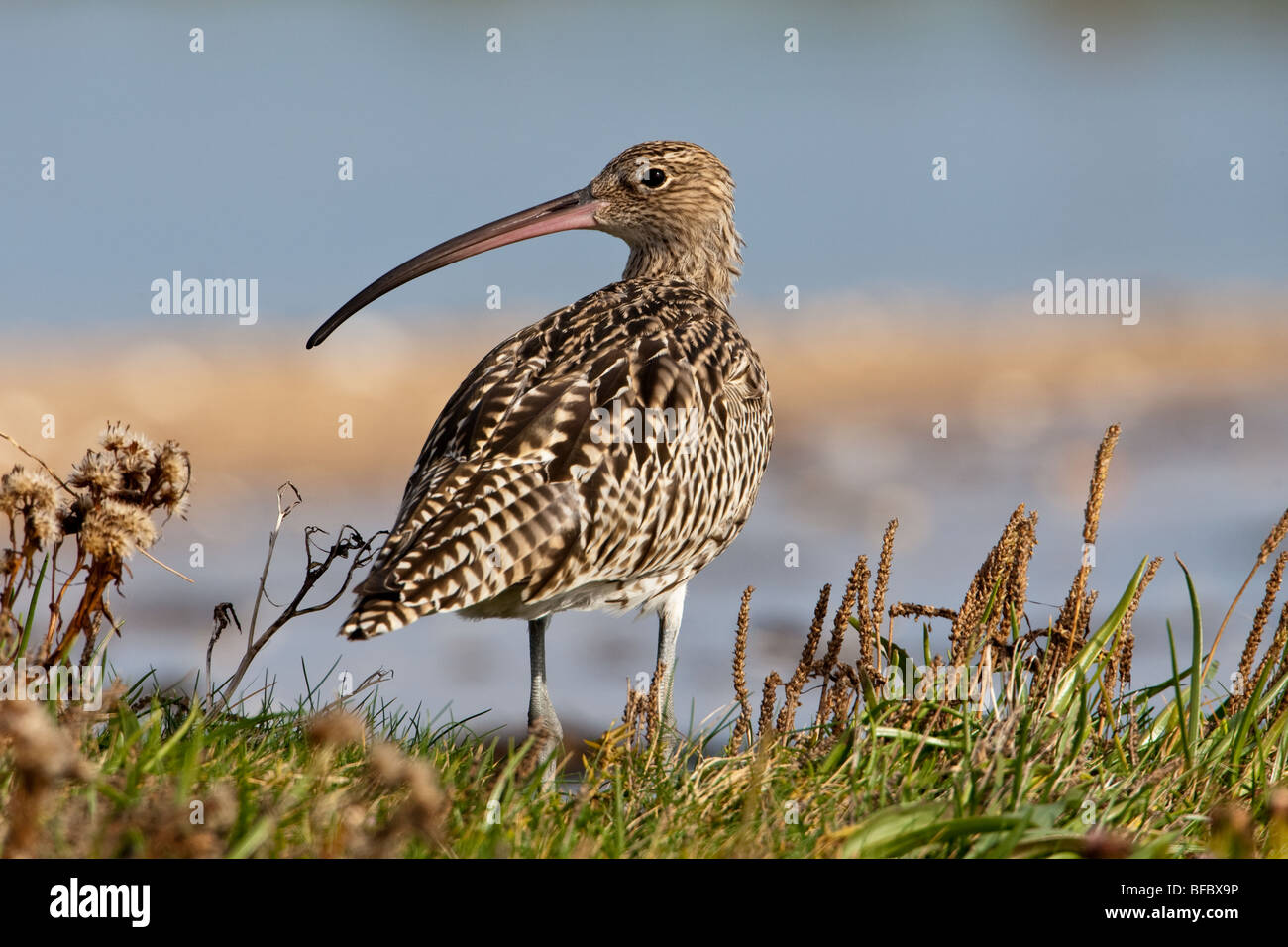 Eurasian curlew hi-res stock photography and images - Alamy