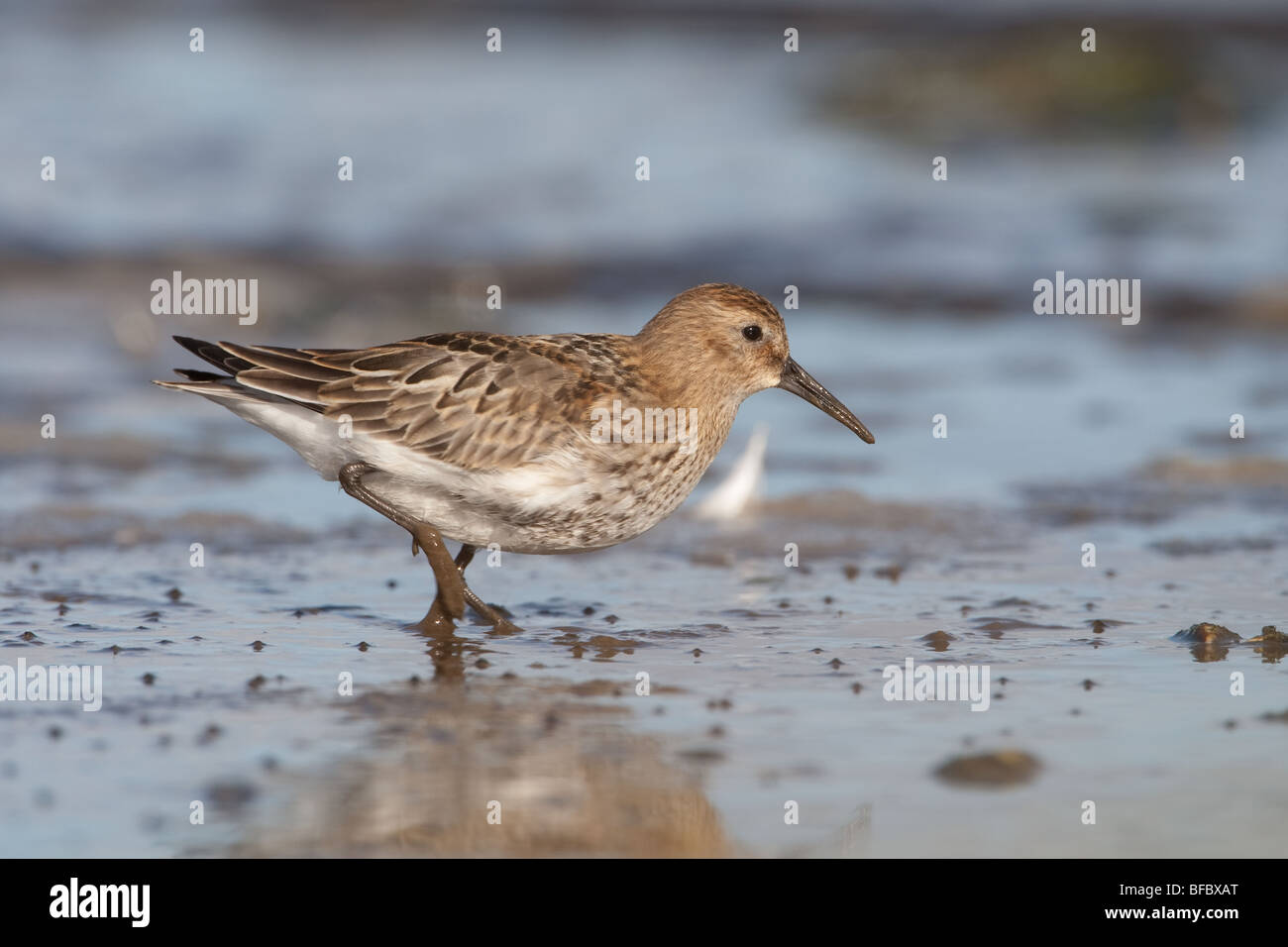 Dunlin feeding hi-res stock photography and images - Alamy