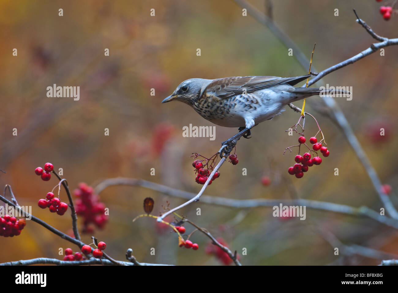 Fieldfare Turdus Pilaris High Resolution Stock Photography and Images ...