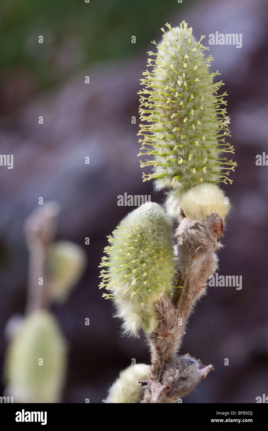 Wooly Willow, Salix lanata, female catkins Stock Photo - Alamy