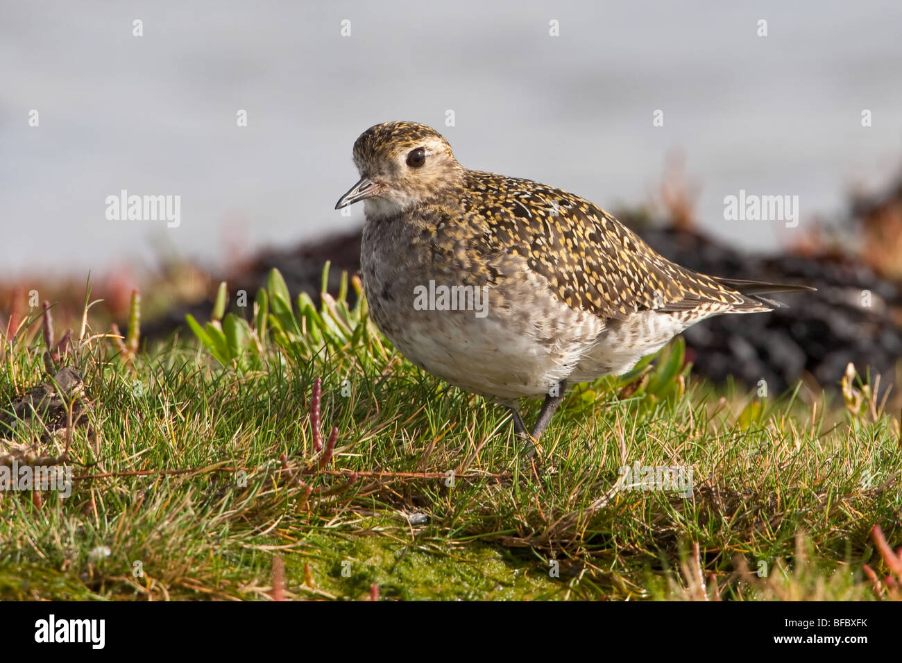 European Golden Plover, Pluvialis apricaria Stock Photo - Alamy