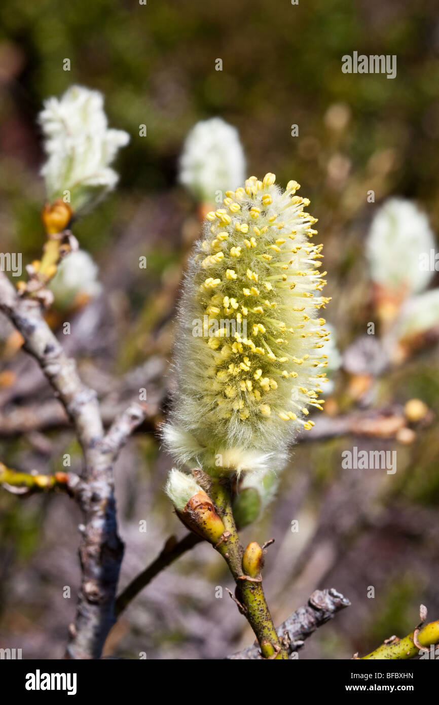 Wooly Willow, Salix lanata, male catkin Stock Photo - Alamy
