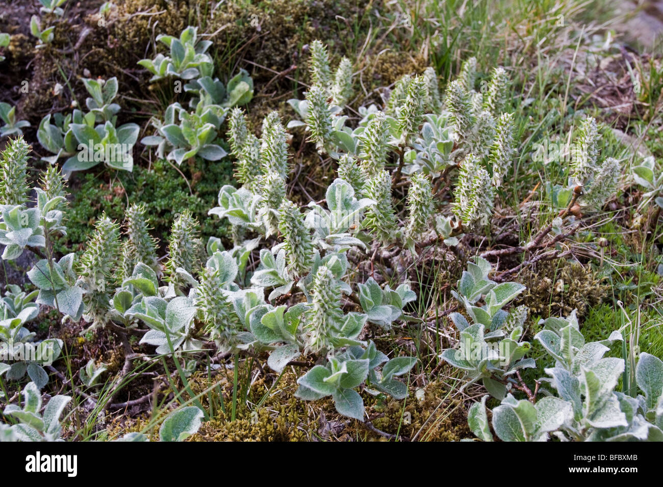 Wooly Willow, Salix lanata, female seed capsules Stock Photo - Alamy