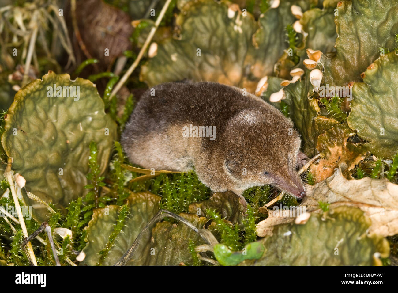 Pygmy Shrew