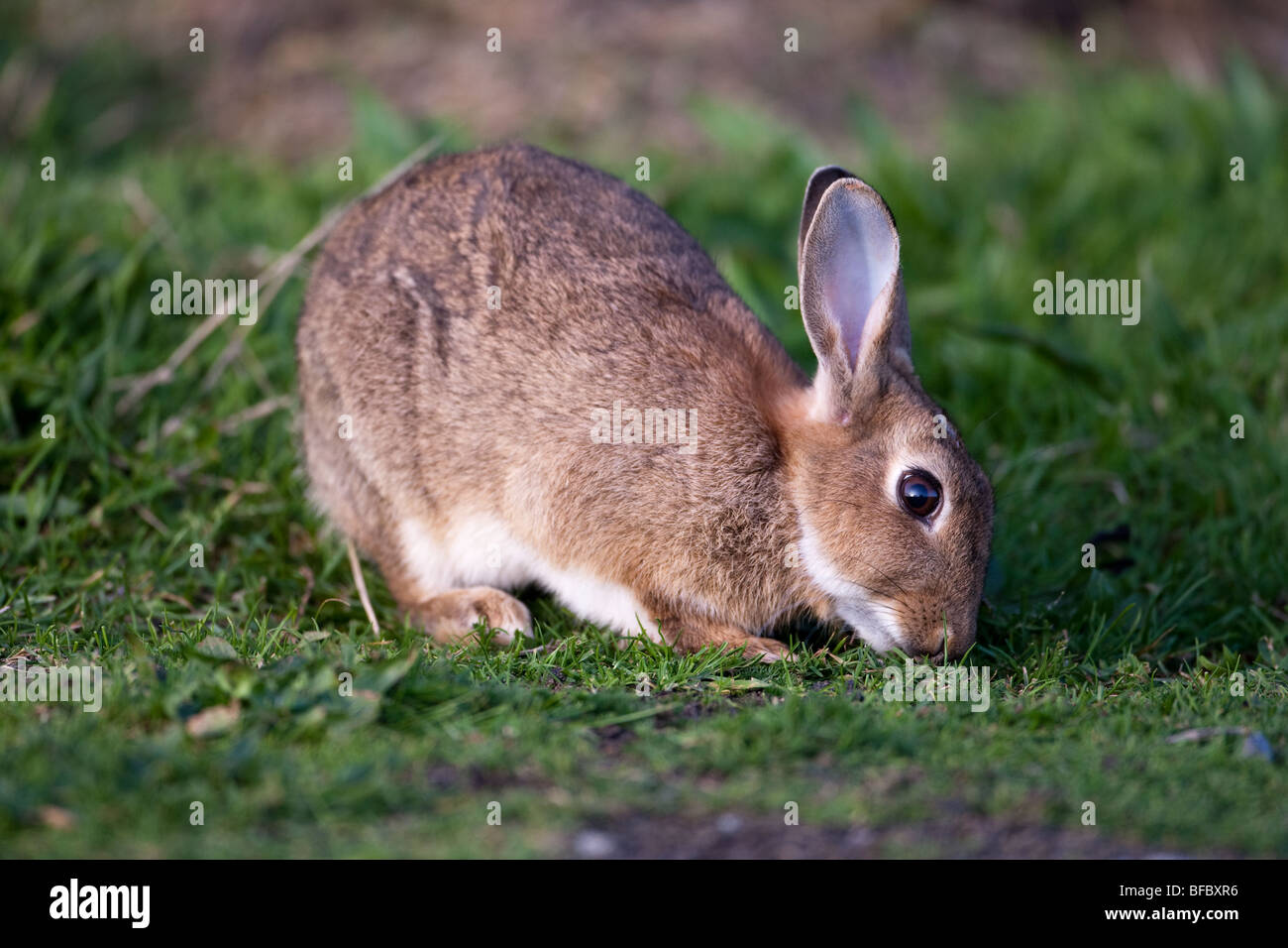 Rabbit, Oryctolagus cuniculus Stock Photo - Alamy