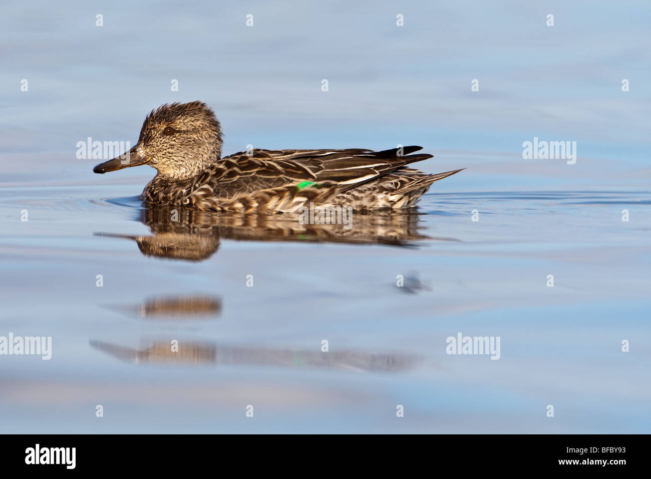 Female Teal Duck High Resolution Stock Photography and Images - Alamy