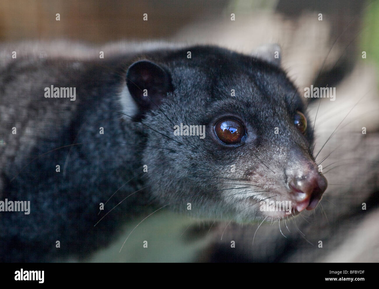 Animal phalanger hi-res stock photography and images - Alamy