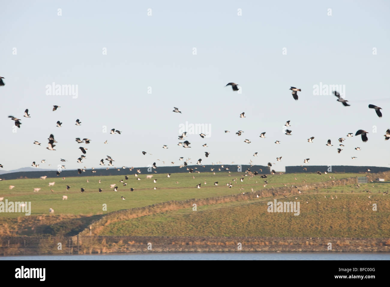A mixed flock of Lapwings and Golden Plover flying over Chelker ...