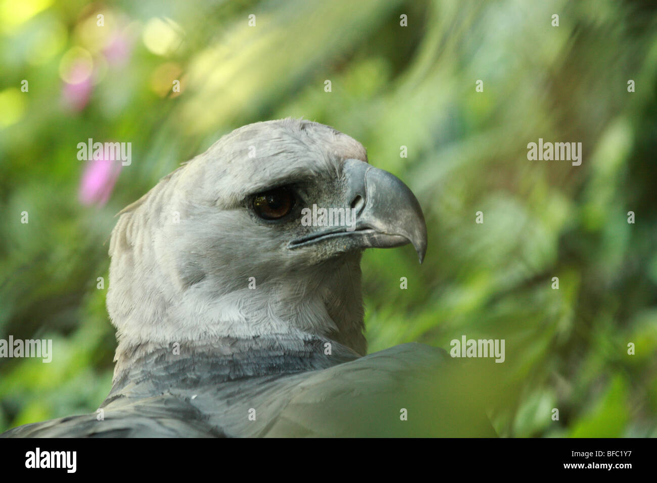 Harpy eagle Harpia harpyja Stock Photo - Alamy