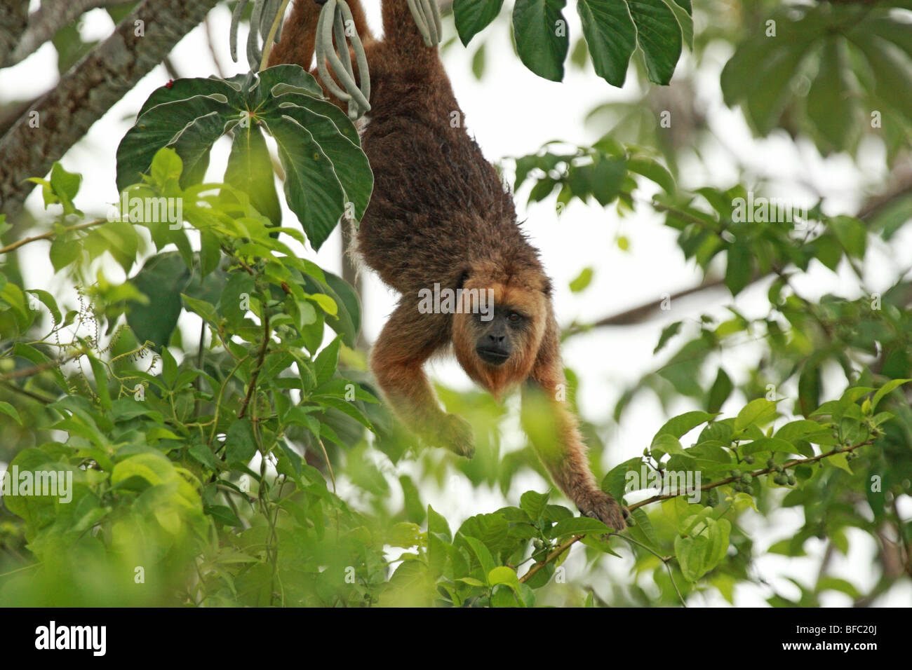 female Black howler monkey Alouatta caraya among tree tops in Pantanal ...