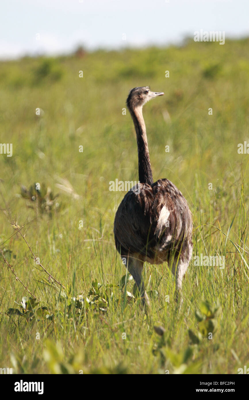 Greater rhea hi-res stock photography and images - Alamy