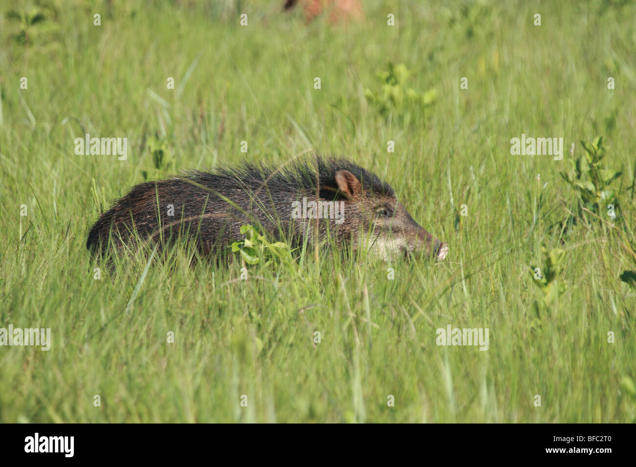 White-lipped peccary Tayassu pecari in the grassland in Parque Nacional ...