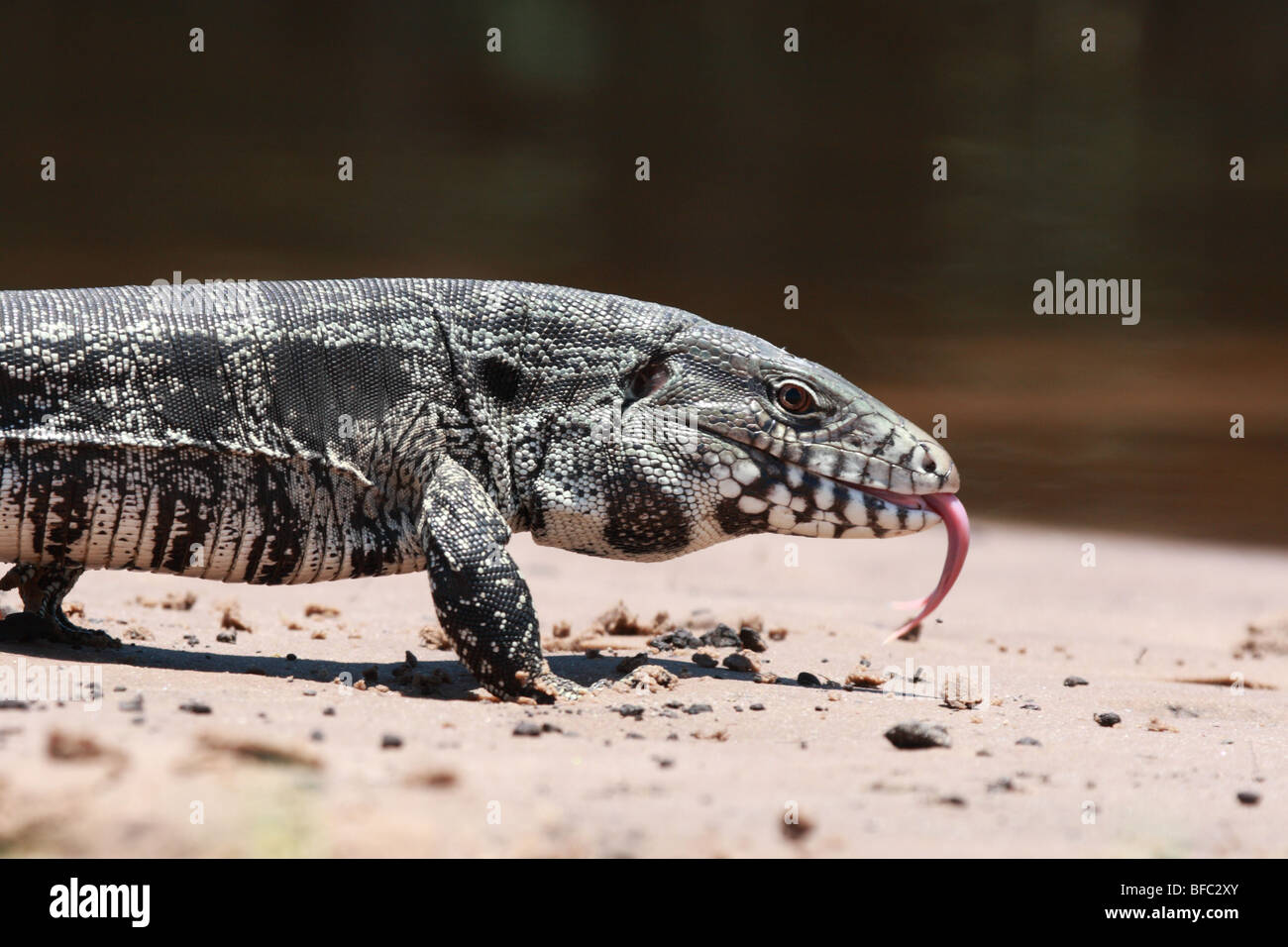 Tegu lizard hi-res stock photography and images - Alamy