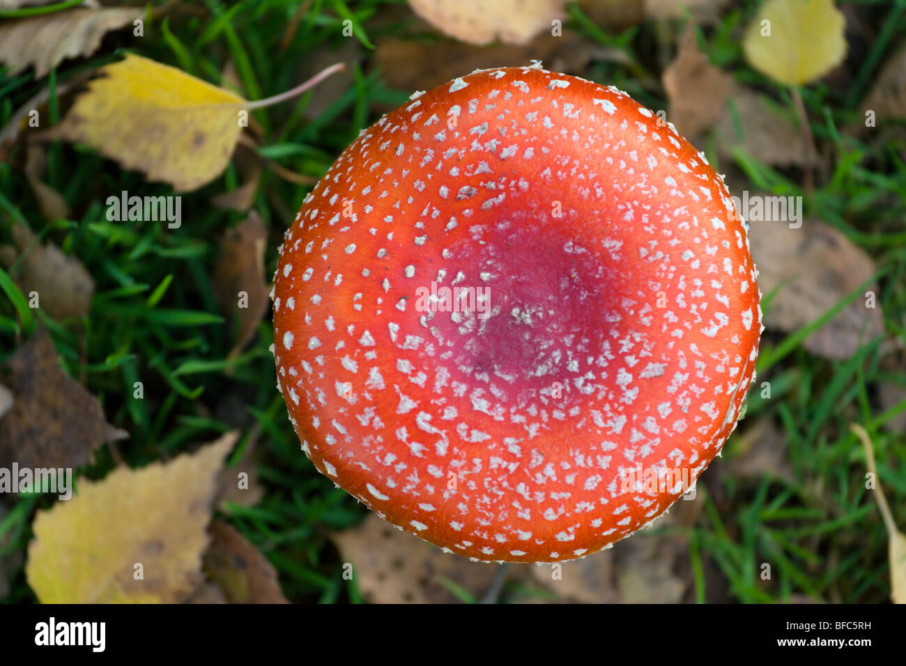 A red toadstool Stock Photo - Alamy