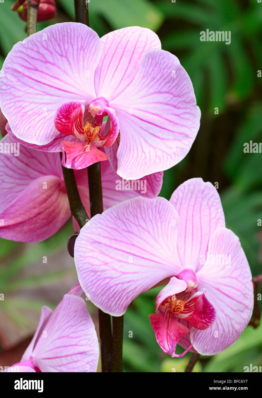 Pink orchidea hi-res stock photography and images - Alamy