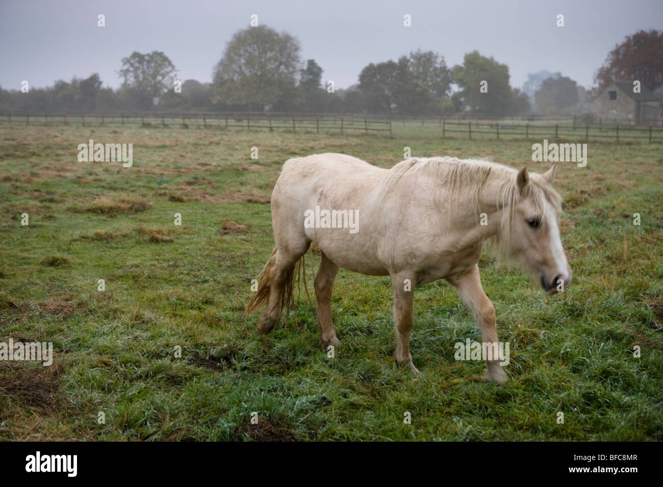 Horses Imogen. Far Oakridge. Gloucestershire. United Kingdom Stock ...