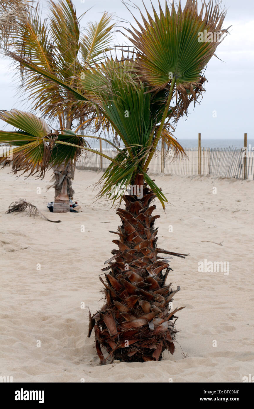 Small palm tree on the beach in Ocean City, Maryland Stock Photo - Alamy