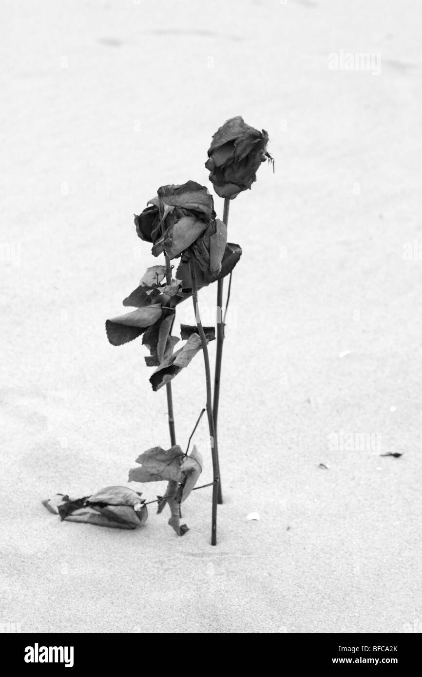 Dead roses on the beach in black and white Stock Photo - Alamy