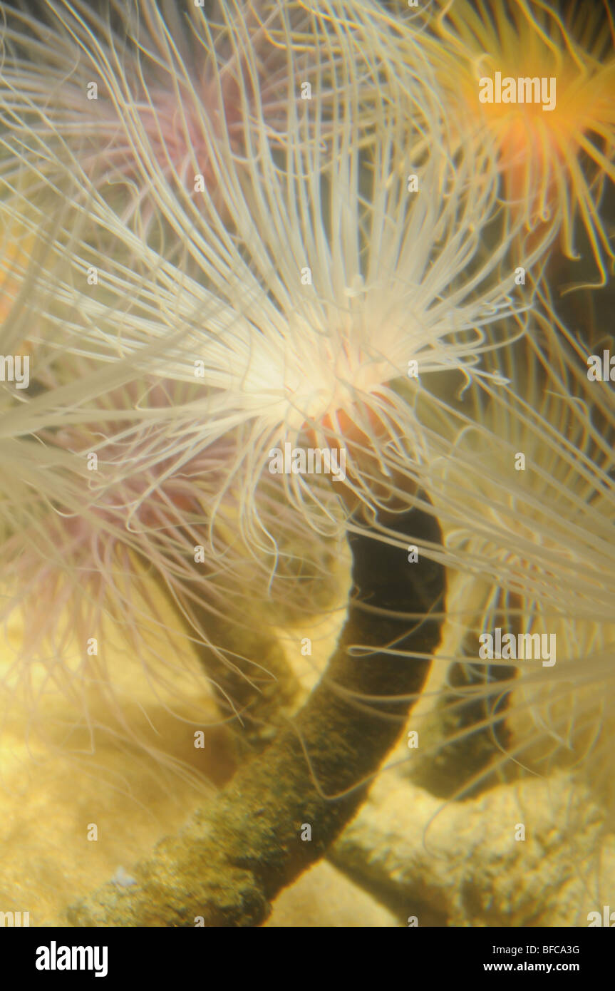 Tube anemone hi-res stock photography and images - Alamy