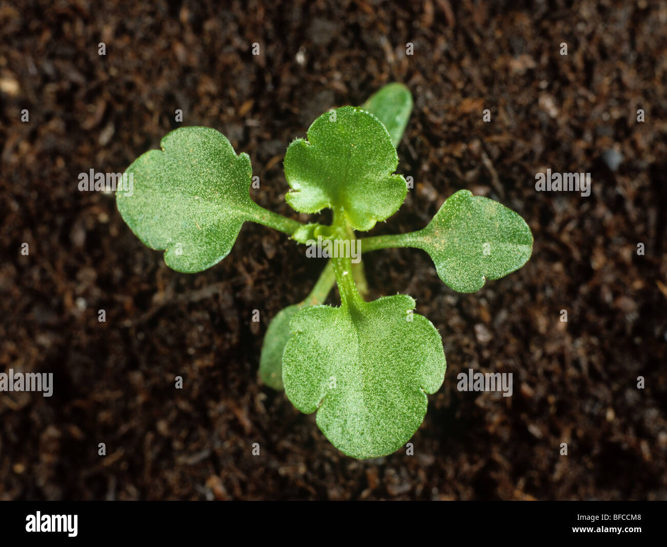 Field pansy (Viola arvensis) seedling with four true leaves Stock Photo ...