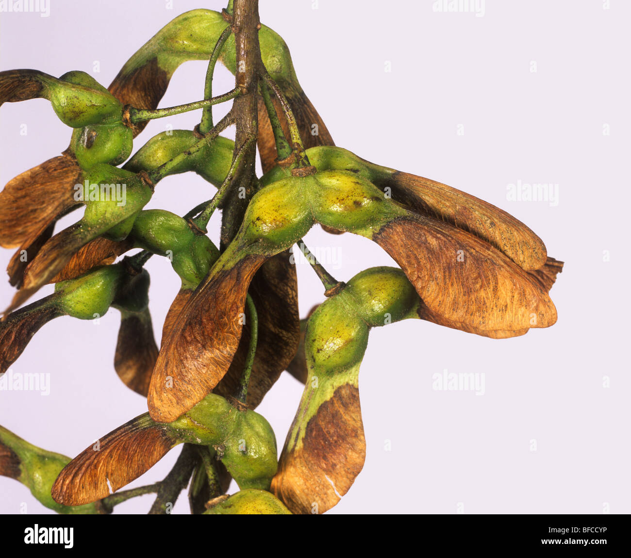 Winged seeds on a sycamore (Acer pseudoplantanus) seed dispersal Stock ...