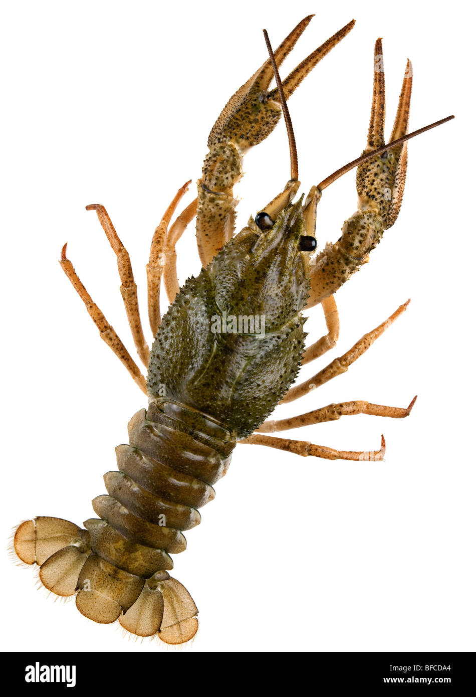 River raw crayfish closeup on white background Stock Photo - Alamy
