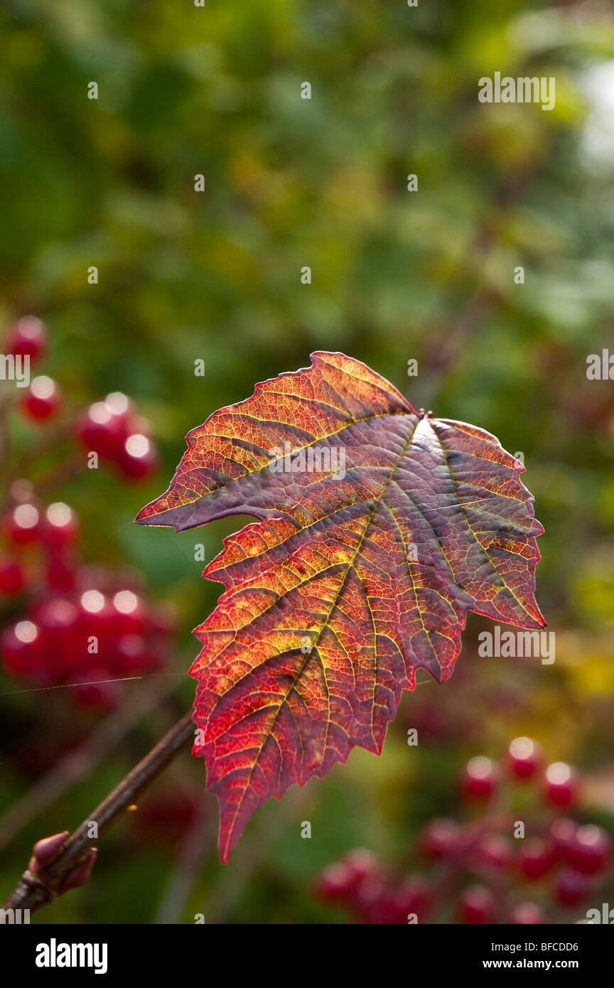 Autumn Red Berries and leaves Stock Photo - Alamy