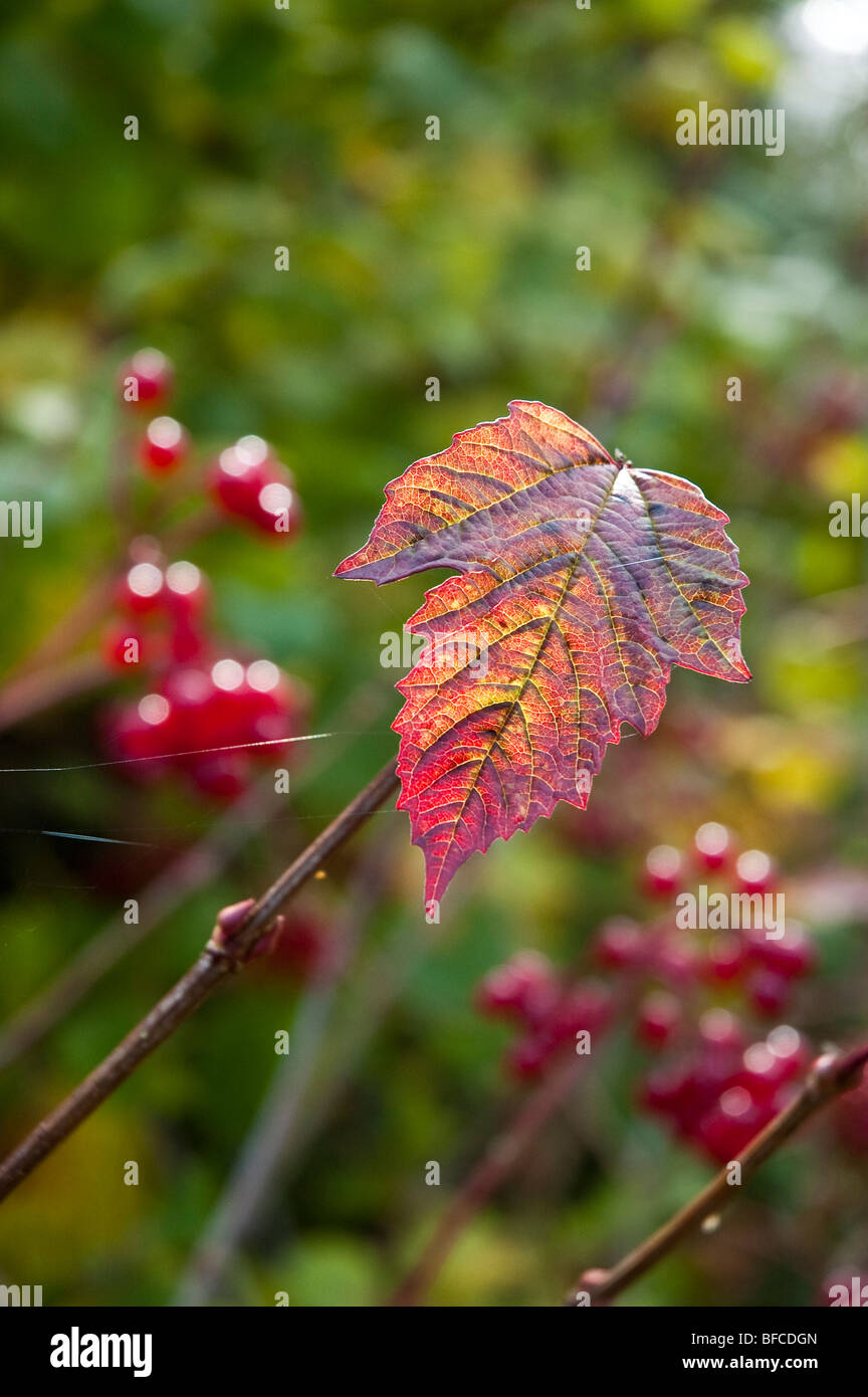 Autumn Red Berries and leaves Stock Photo - Alamy