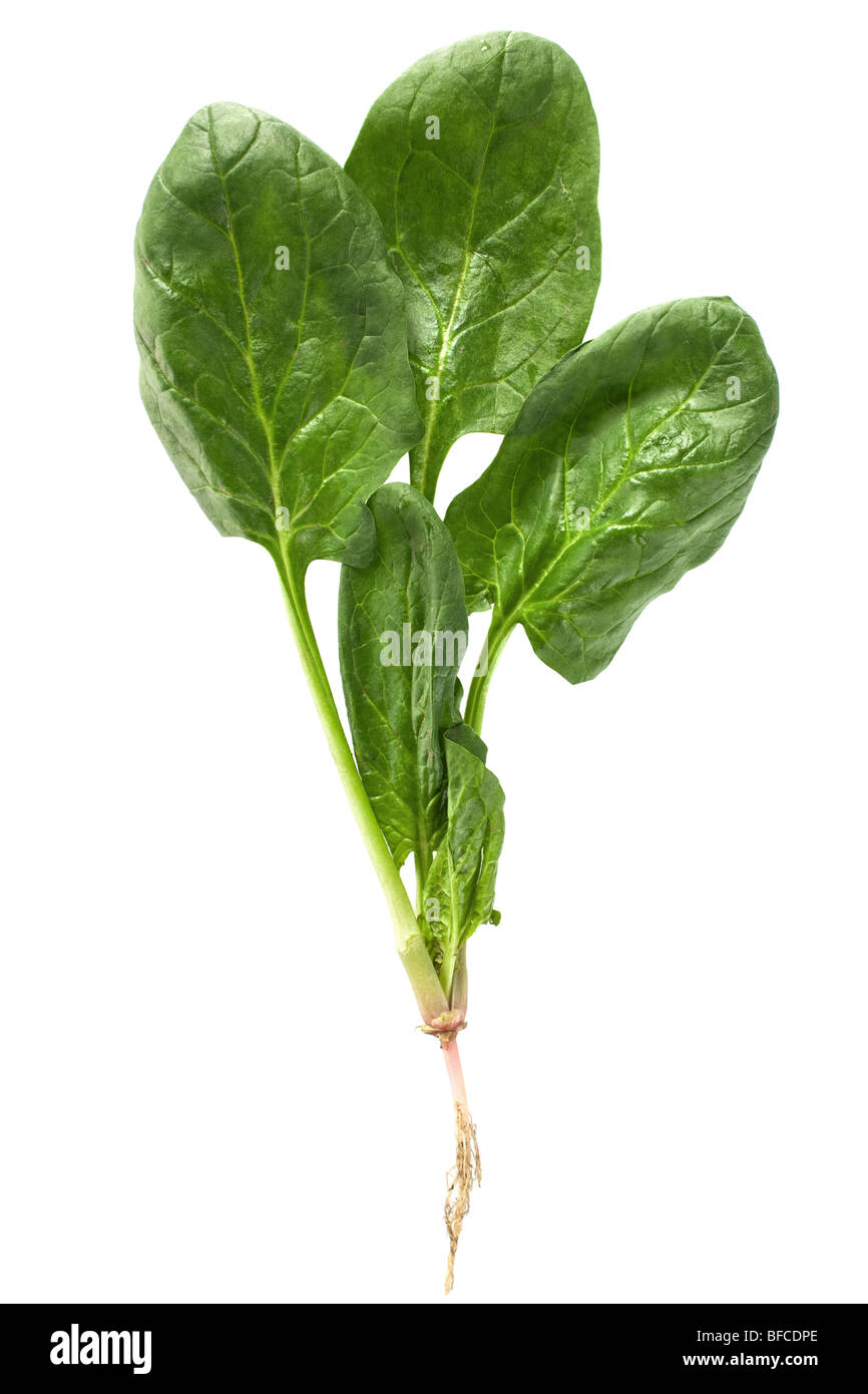 Spinach leaf with root on white background Stock Photo - Alamy