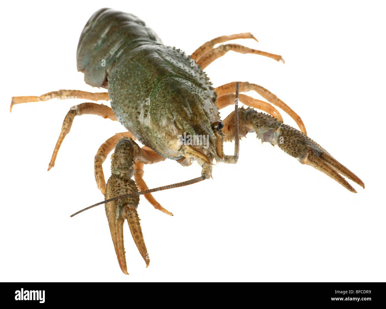 River raw crayfish closeup on white background Stock Photo - Alamy