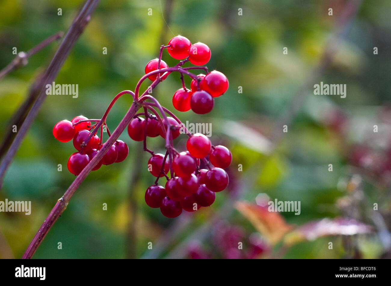 Autumn Red Berries and leaves Stock Photo - Alamy