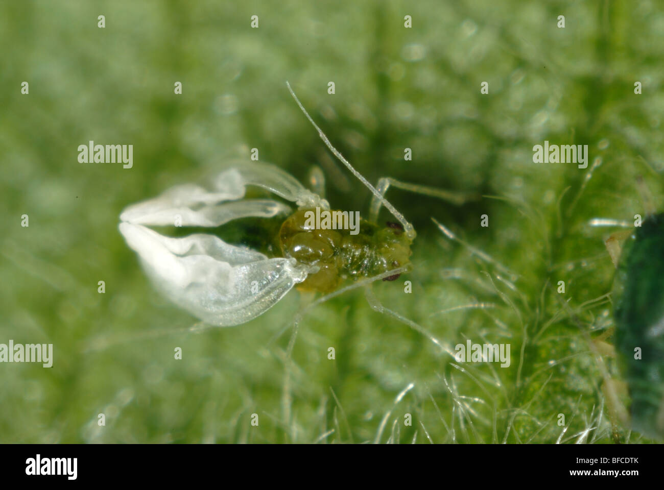 Winged aphid hi-res stock photography and images - Alamy