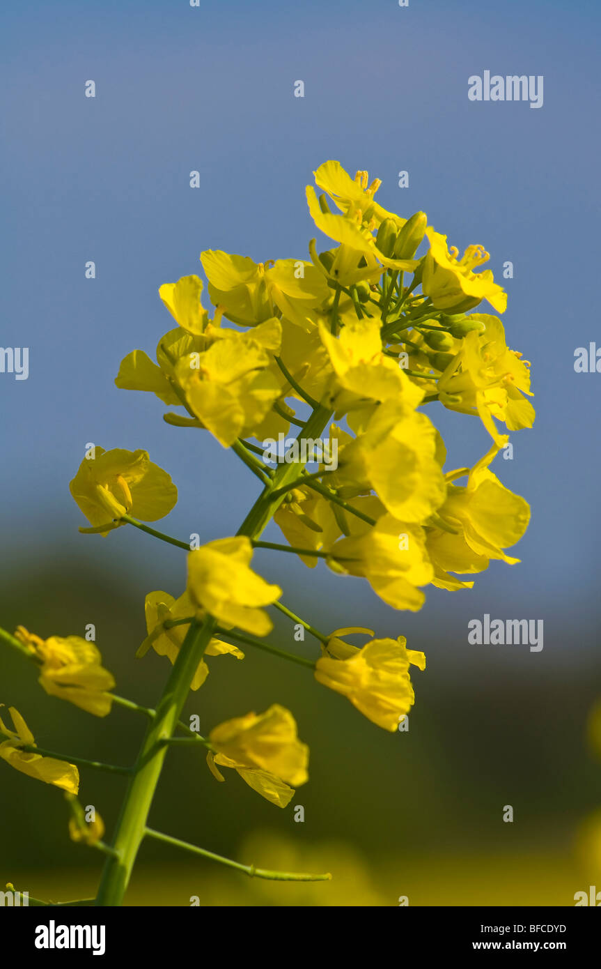 rape seed bloom Stock Photo - Alamy