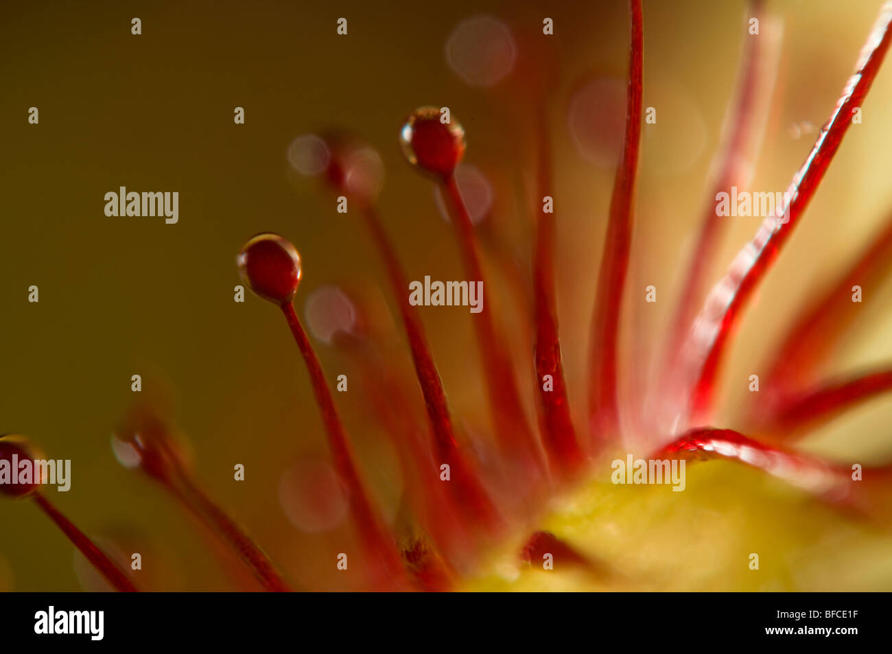 Sundew macro hi-res stock photography and images - Alamy