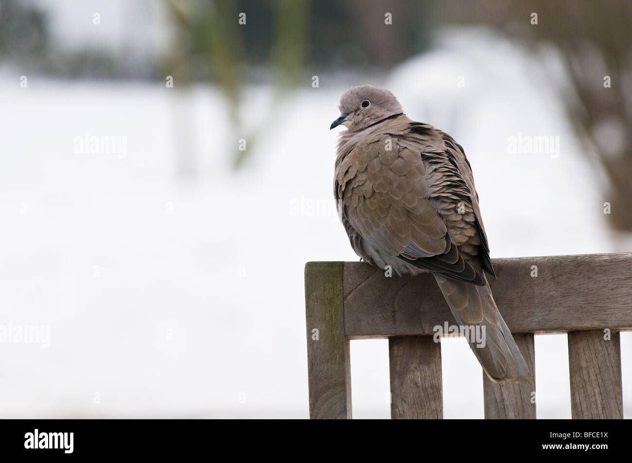 Small dove species hi-res stock photography and images - Alamy