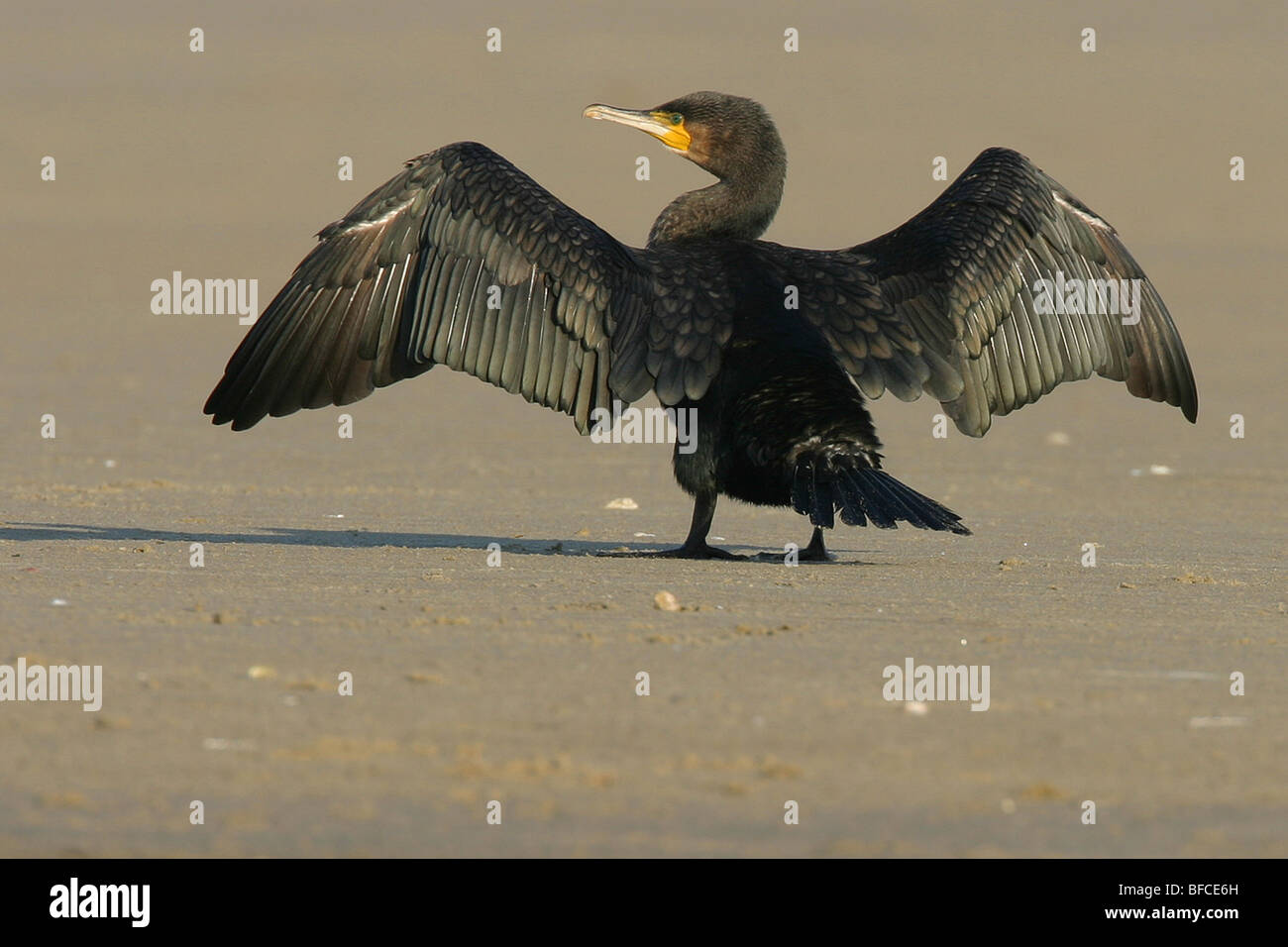 Cormorant wing hi-res stock photography and images - Alamy