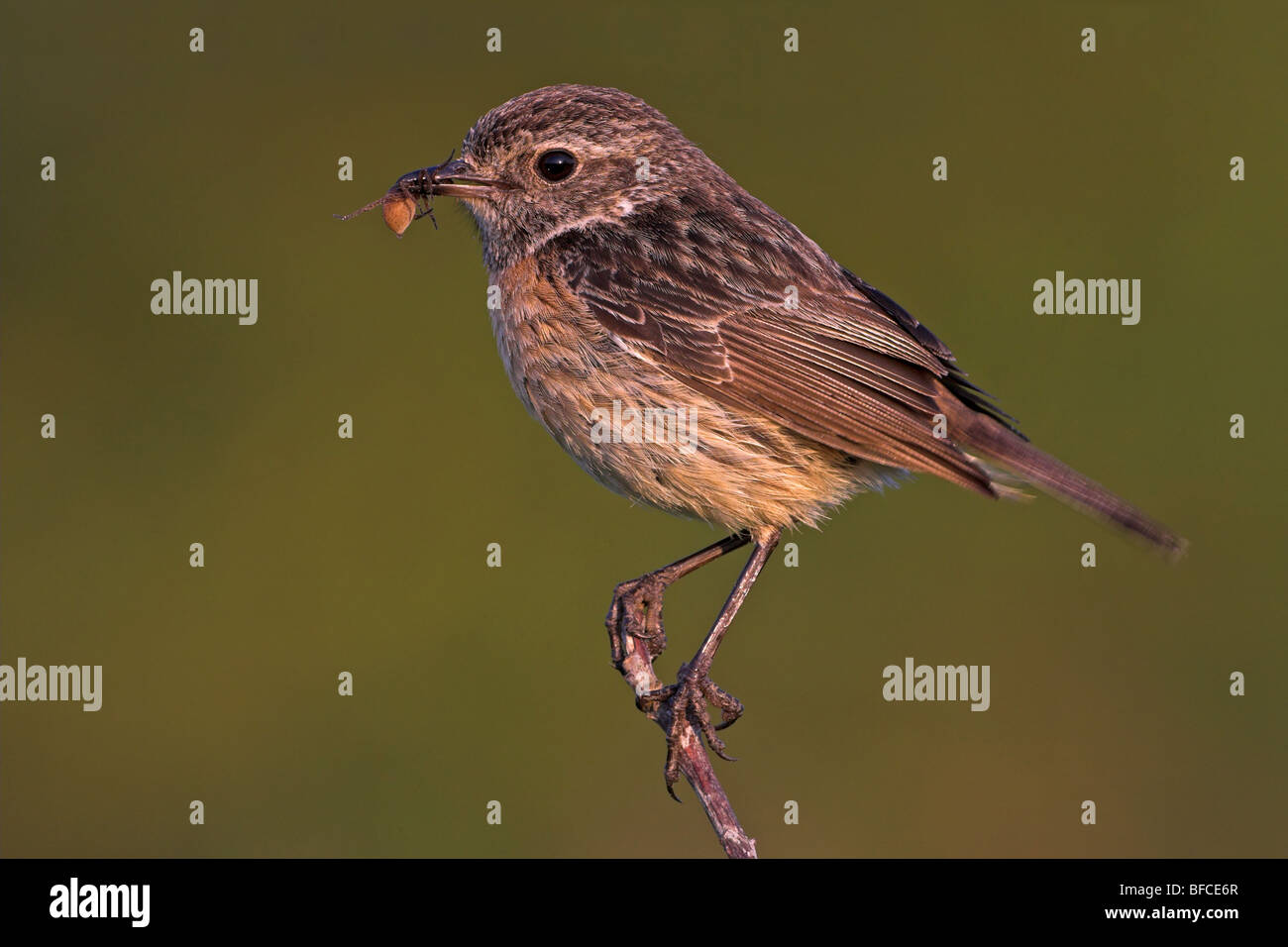 Stonechat Saxicola torquata Stock Photo - Alamy