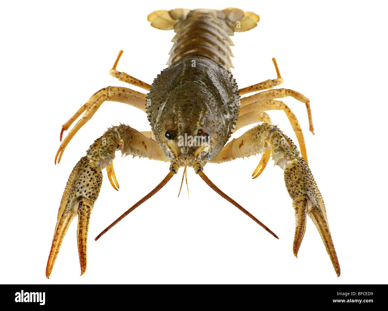 Crayfish hi-res stock photography and images - Alamy