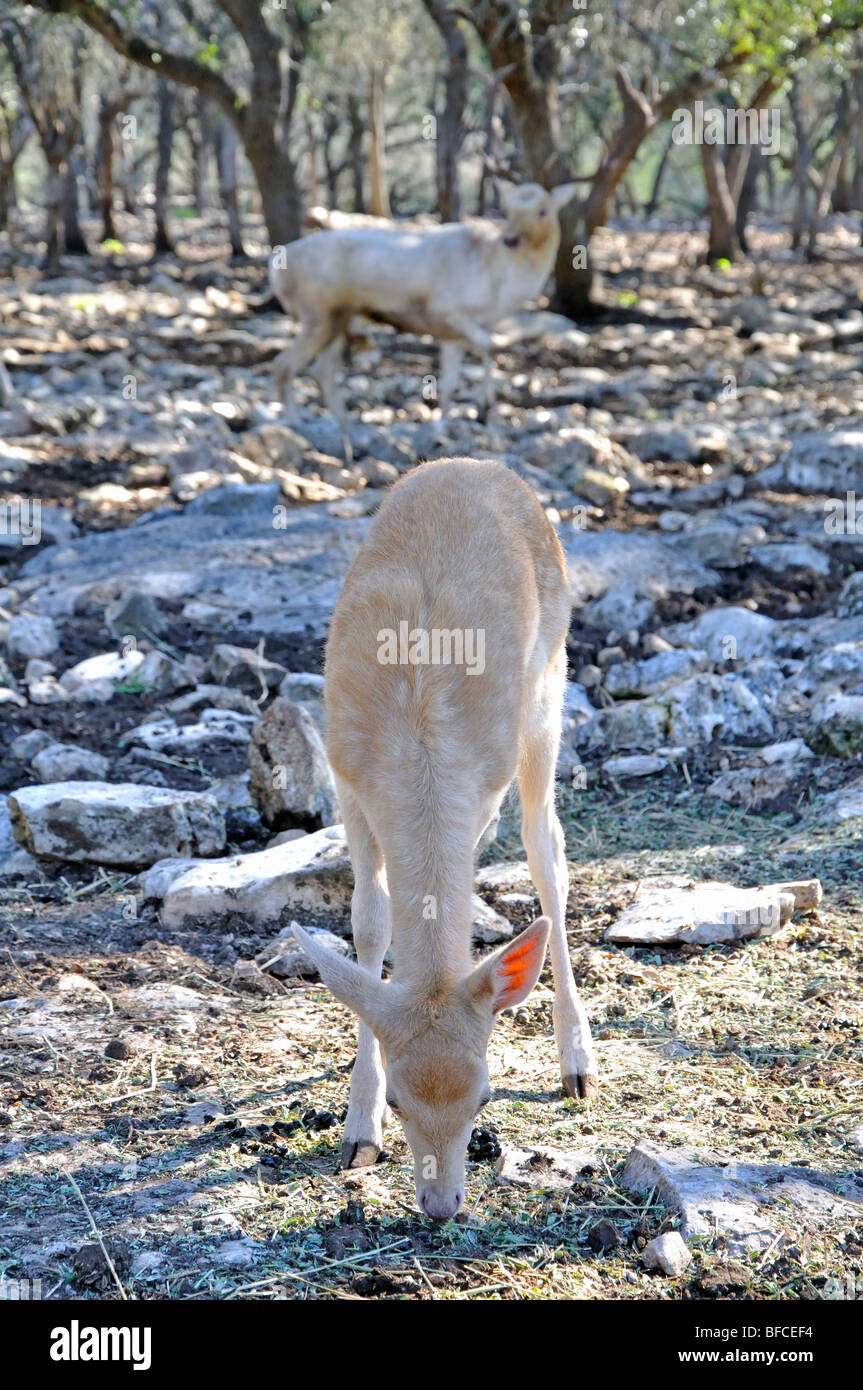 Formosan sika deer (Cervus nippon Stock Photo - Alamy