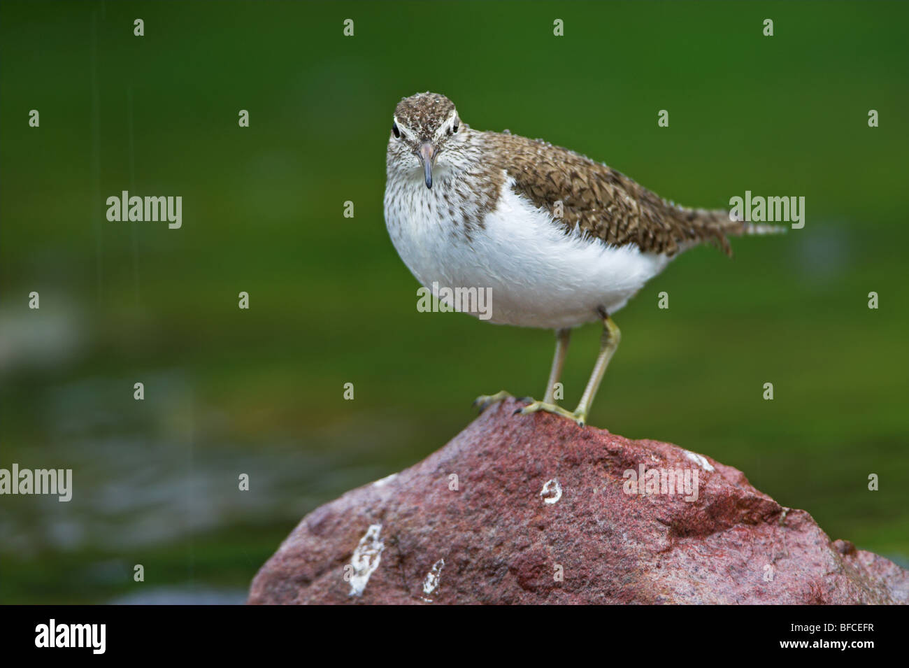 Common Sandpiper Actitis hypoleucos Stock Photo - Alamy