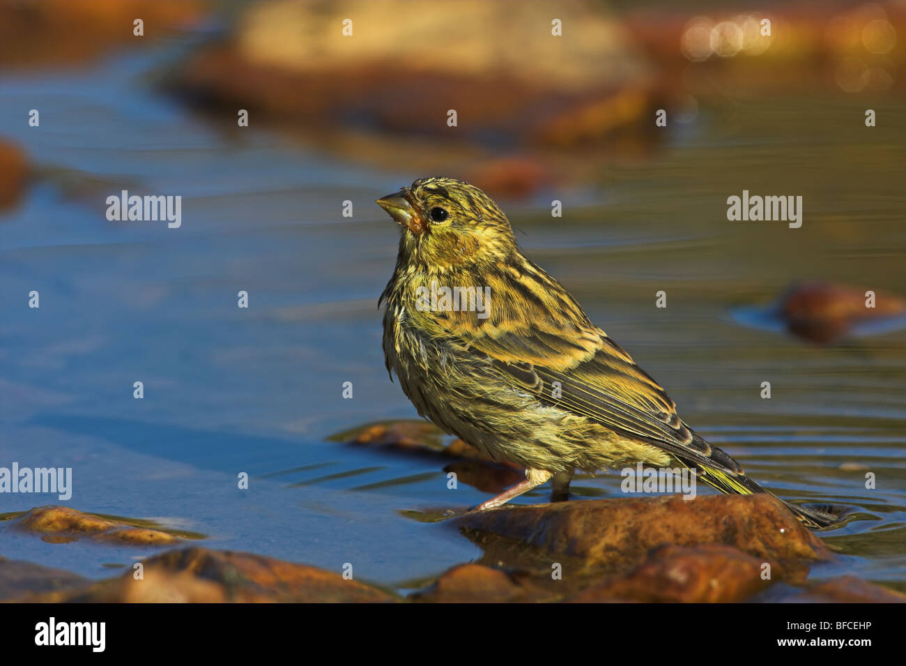 European Serin Serinus Serinus Stock Photo - Alamy