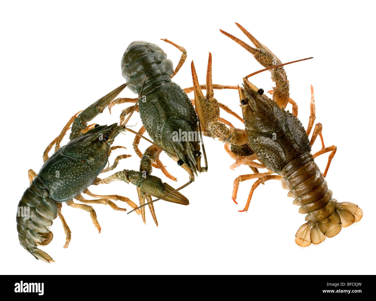 River raw crayfish group on white background Stock Photo - Alamy