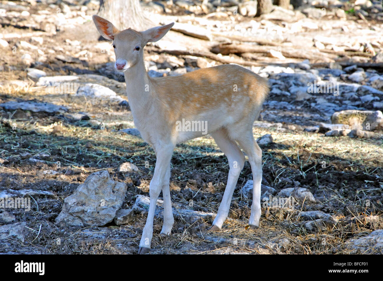 Formosan sika deer (Cervus nippon Stock Photo - Alamy