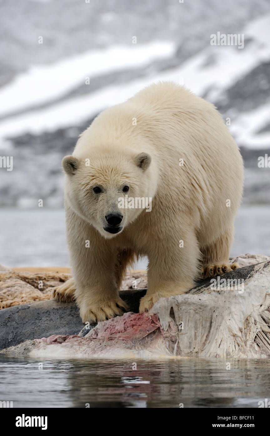 Polar Bear (Ursus maritimus Stock Photo - Alamy