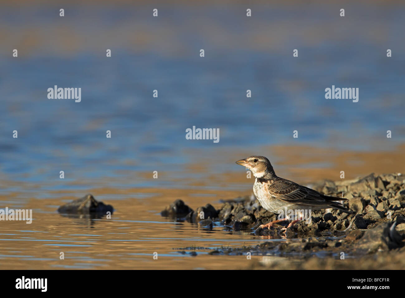 Calandra Lark Melanocorypha calandra Stock Photo - Alamy