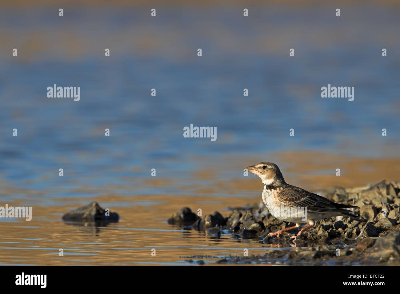 Calandra Lark Melanocorypha calandra Stock Photo - Alamy